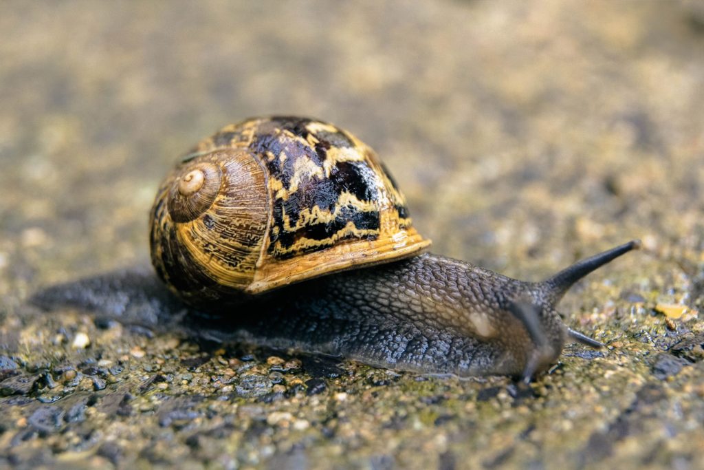 How to Care for a Pet Snail - Life with pets